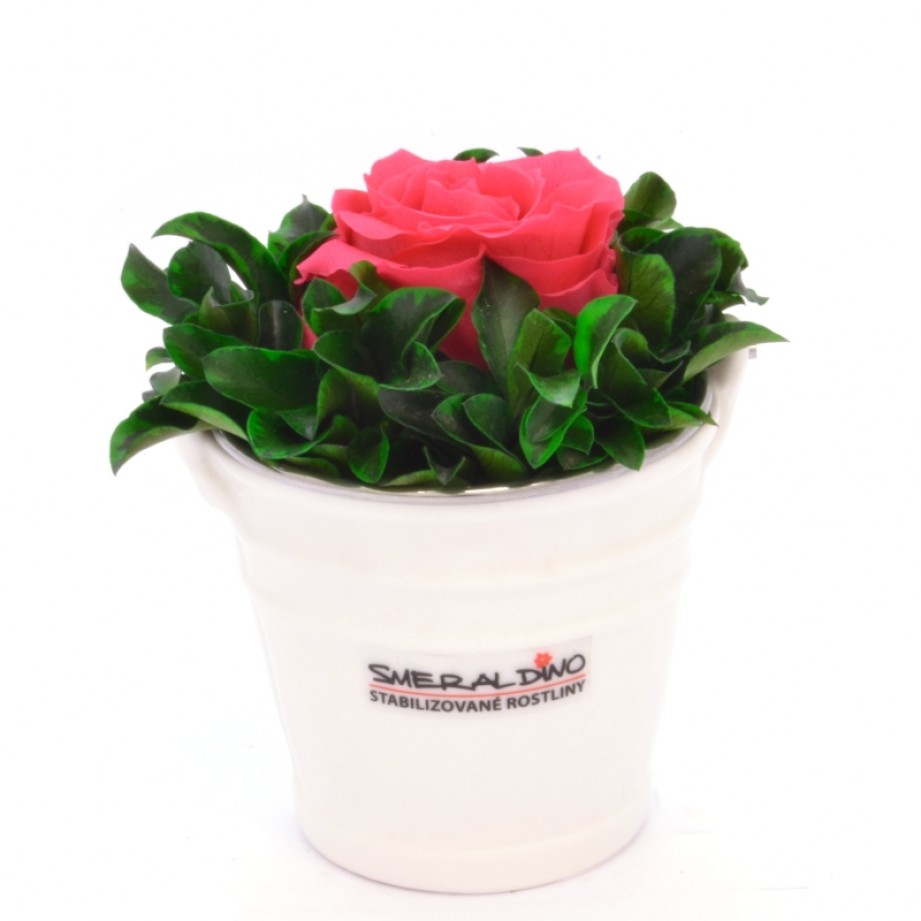 Smeraldino örök rózsák