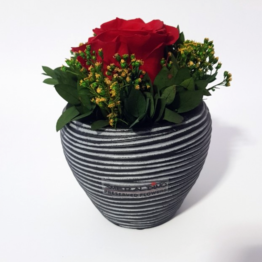 Smeraldino örök rózsák