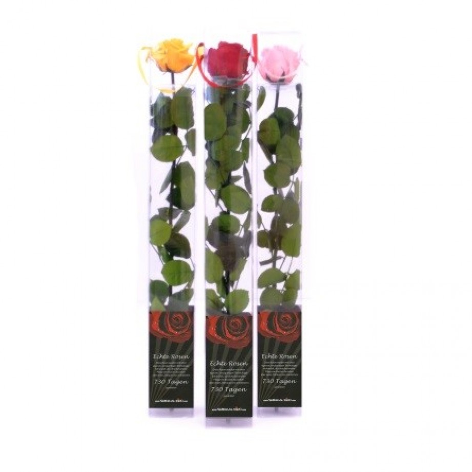 Smeraldino örök rózsák