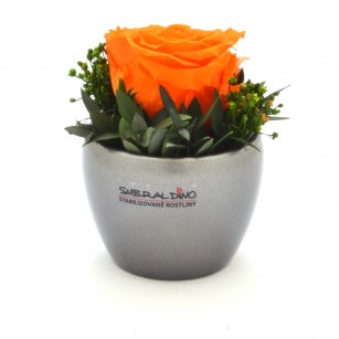 Smeraldino örök rózsák